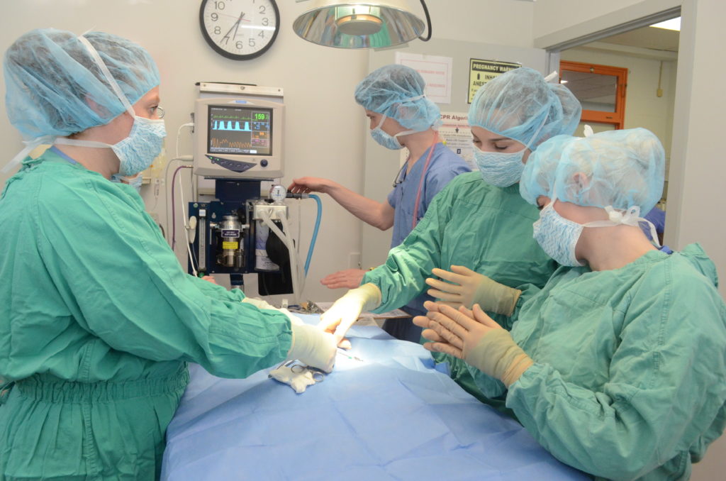 Becoming a Vet Tech in PA | Manor College